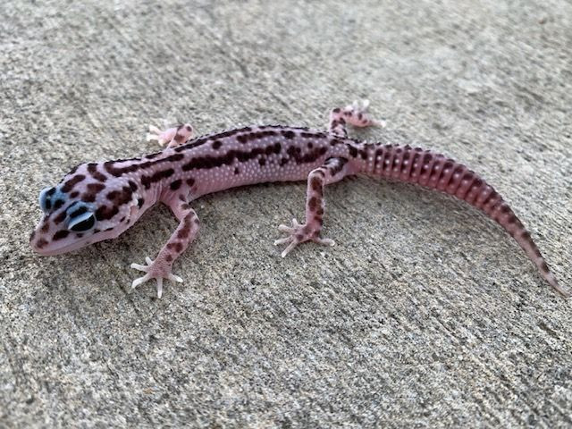 Super Snow Leopard Geckos for sale at Snakes at Sunset