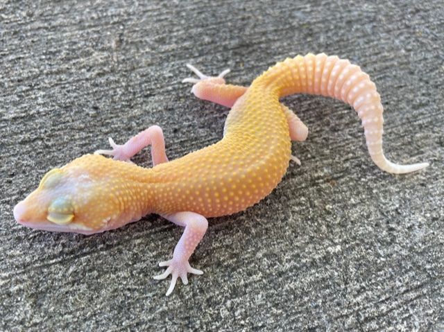 Super Snow Leopard Geckos for sale at Snakes at Sunset