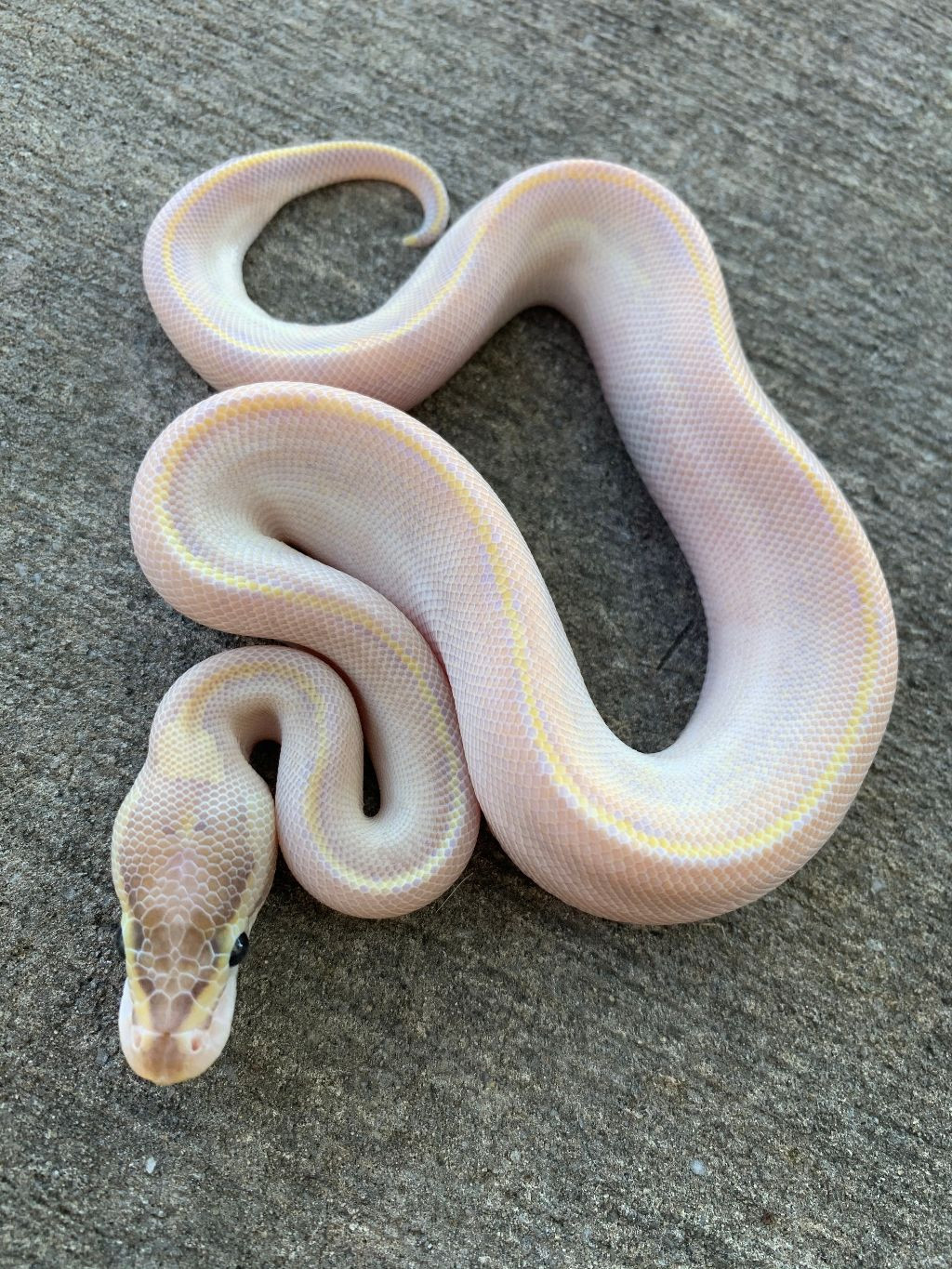 Ivory Ball Pythons for sale | Snakes at Sunset