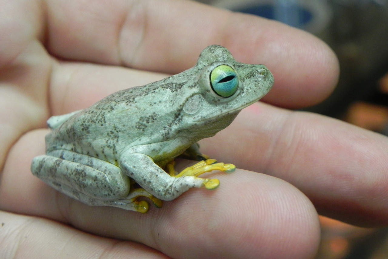 Purple Red Eye Tree Frogs for sale | Snakes at Sunset