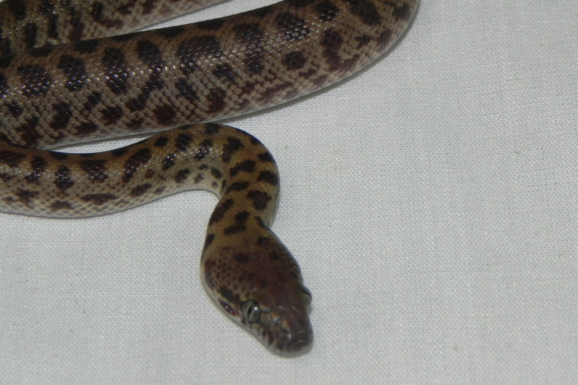 Childrens Pythons for sale | Snakes at Sunset