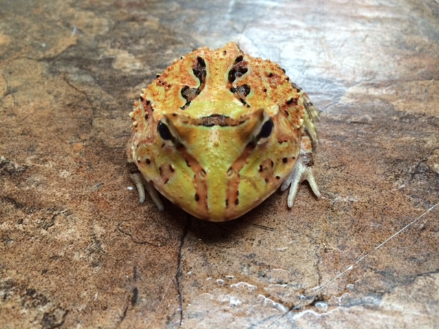 Blue Pacman Frogs for sale | Snakes at Sunset