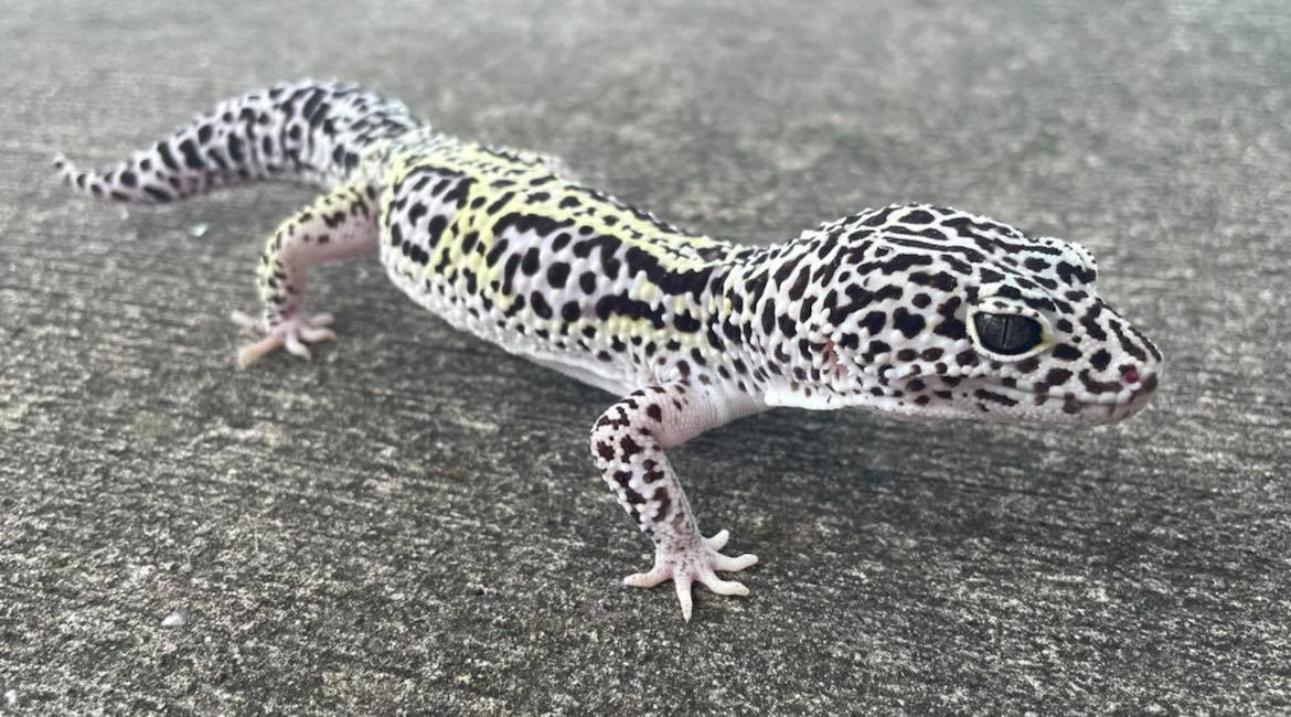 Adult Mack Snow Leopard Geckos for sale | Snakes at Sunset