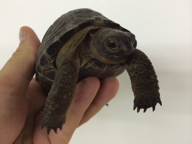 Aldabra Tortoises for sale | Snakes at Sunset