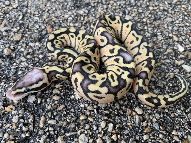 Butter Ghost Ball Pythons for sale | Snakes at Sunset