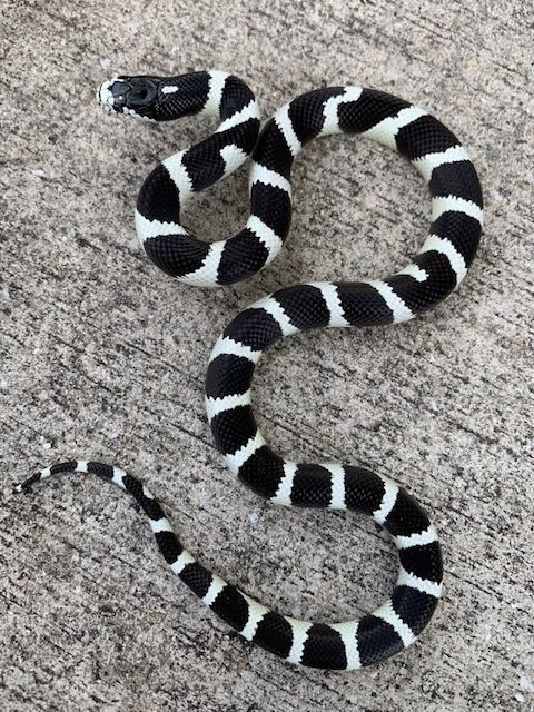 Desert Banded California King Snake for sale | Snakes at Sunset