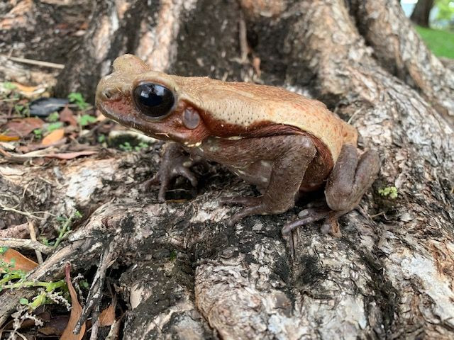 Toads for Sale | Captive Bred Toad Species Available