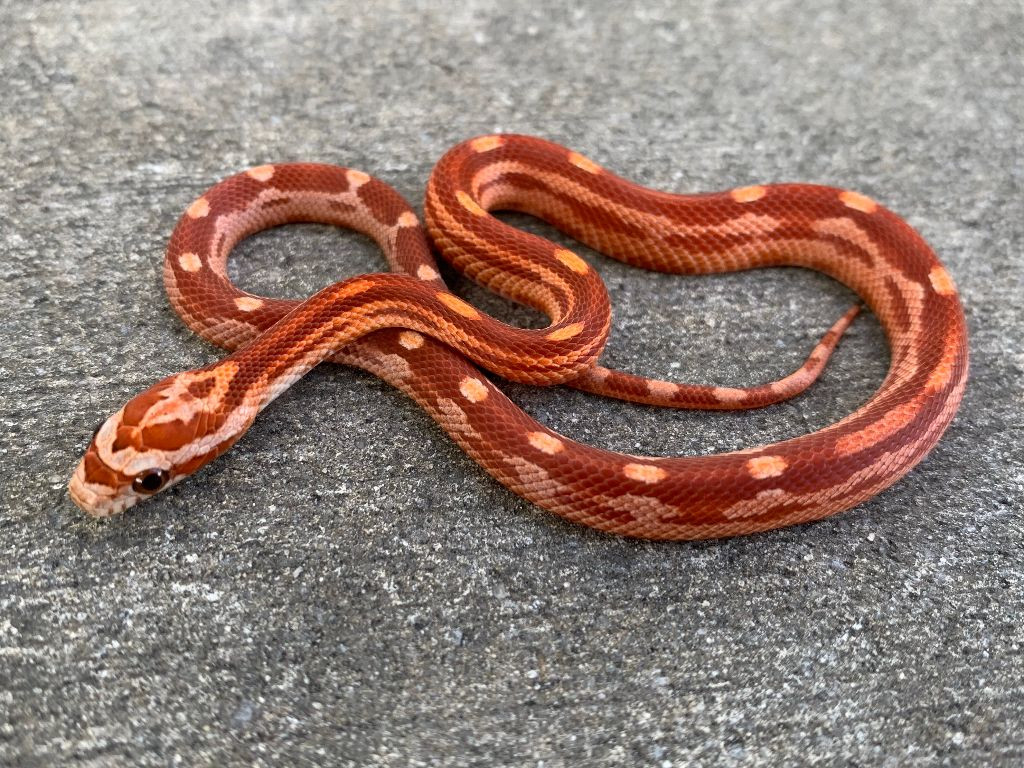 Coral Snow Motley Snakes for sale | Snakes at Sunset