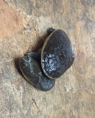Baby Indonesian Snake Neck Turtles for sale | Snakes at Sunset
