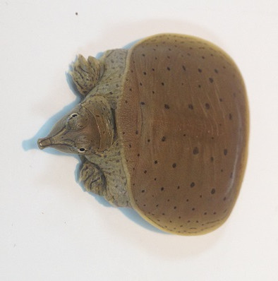 Senegal Flap Shell Turtles for sale | Snakes at Sunset