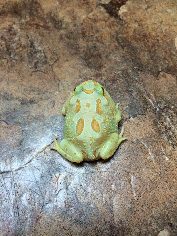 Lime Albino Pacman Frogs for sale | Snakes at Sunset