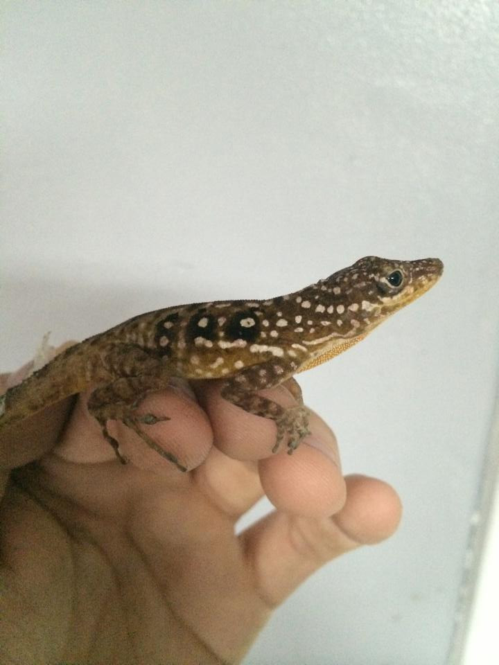 Anoles for Sale | Captive Bred Anole Lizards Available