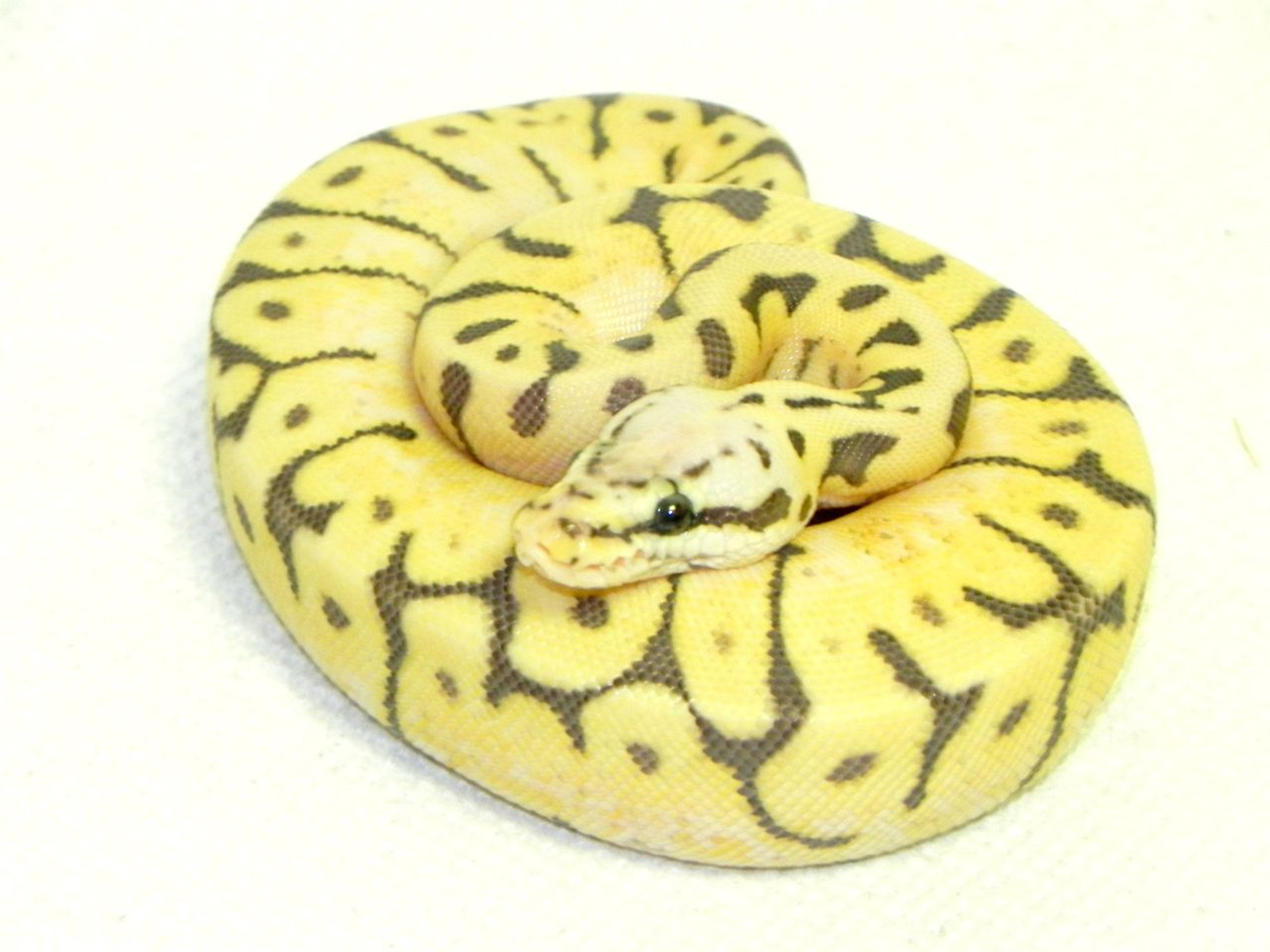 Stinger Bee Ball Python for sale | Snakes at Sunset