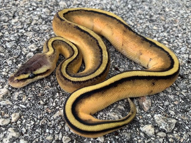 Super Stripe Female Ball Pythons for sale