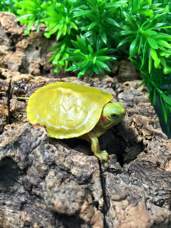 Lime Albino Red Ear Slider Turtles for sale | Snakes at Sunset