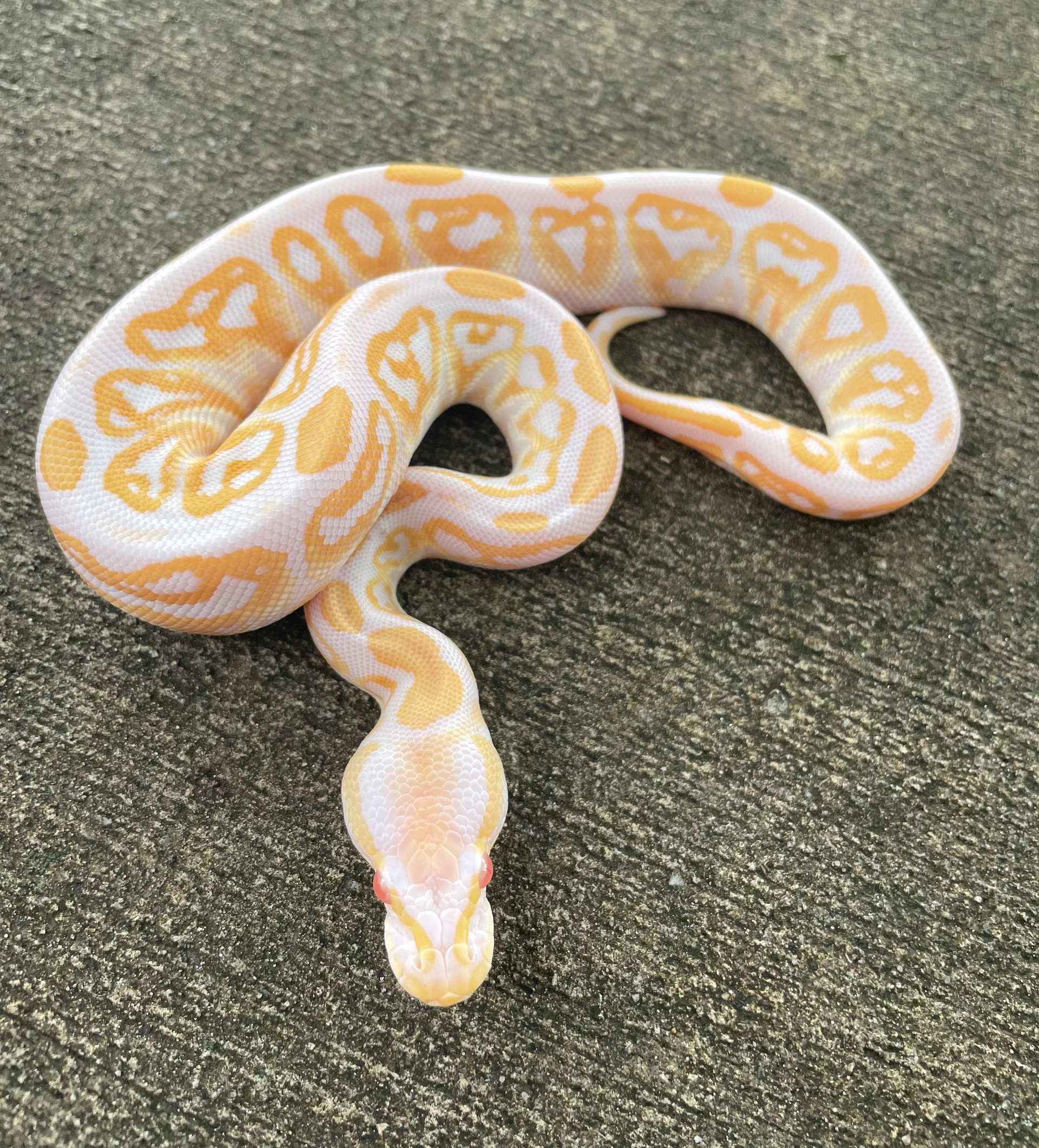 Coral Glow Ball Pythons for sale | Snakes at Sunset