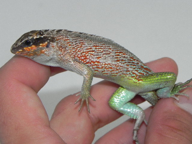 Other Lizards For Sale