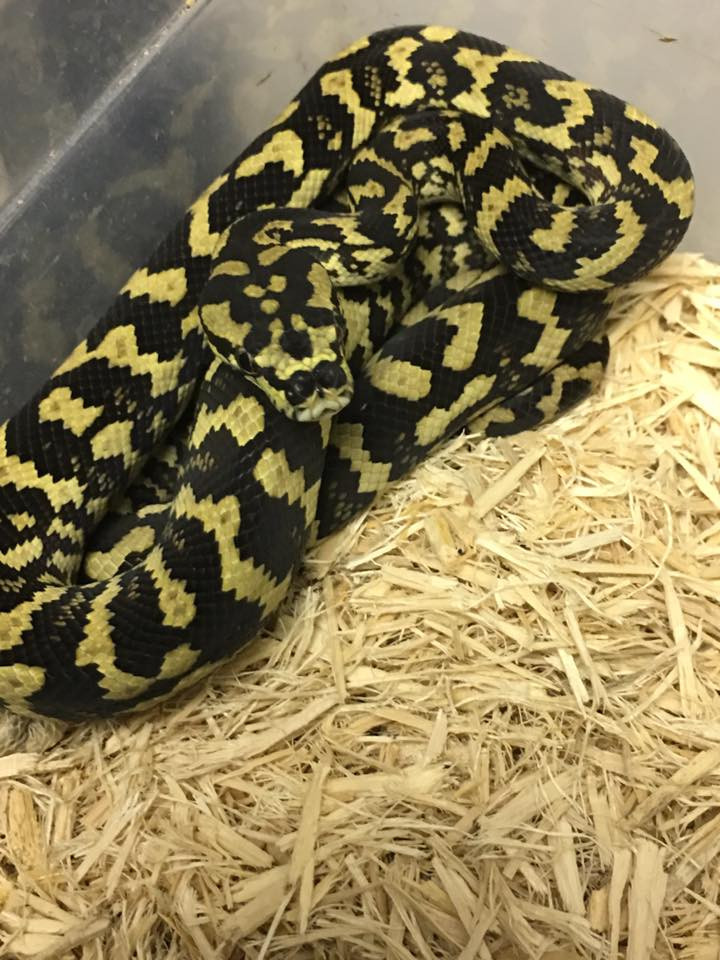 Jungle Carpet Pythons for sale | Snakes at Sunset