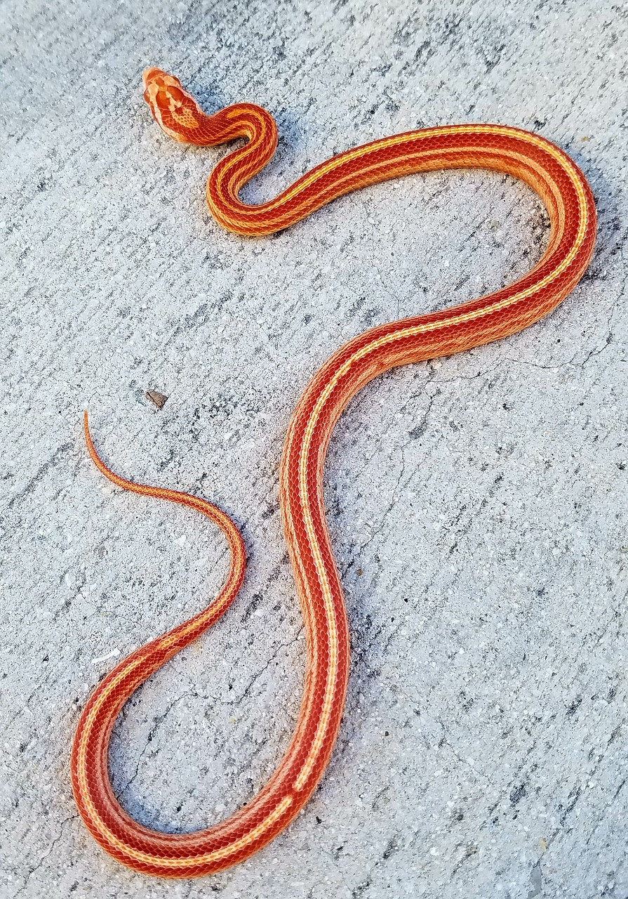 Blood Red Tessera Corn Snakes for sale | Snakes at Sunset