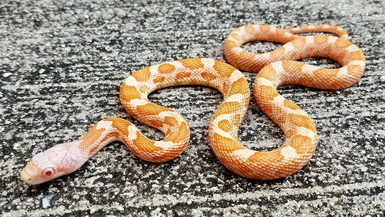 Japanese Ratsnake for sale | Snakes at Sunset