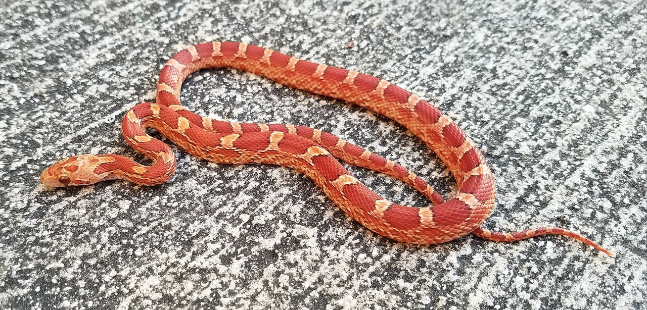 Hypo Sunkissed Corn Snake for sale | Snakes at Sunset
