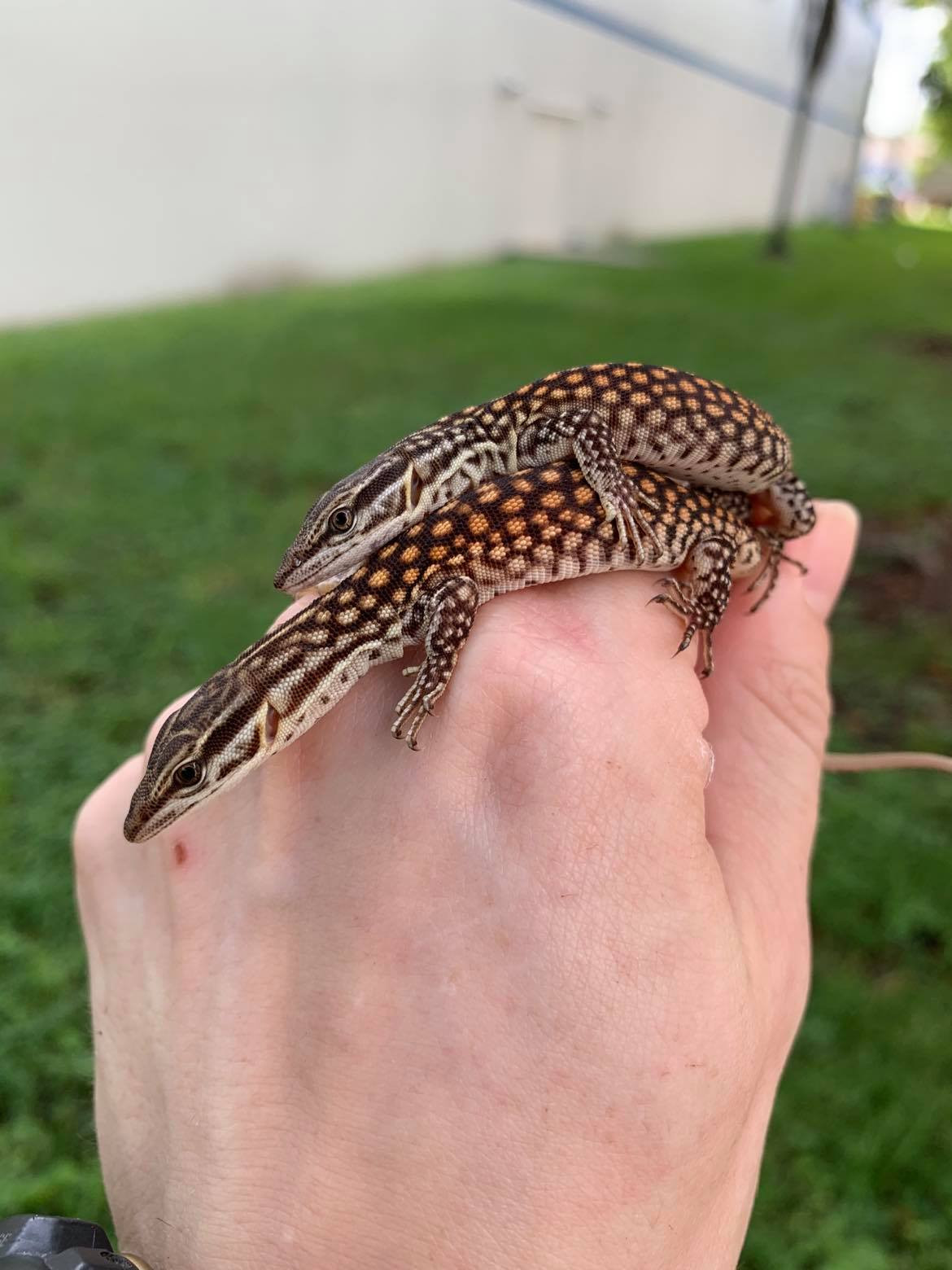 Red Ackie Monitors for sale | Snakes at Sunset
