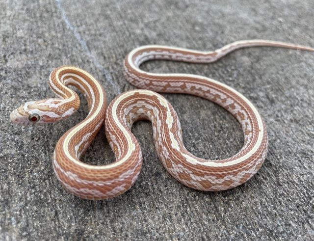 Gold Dust Corn Snake for sale | Snakes at Sunset