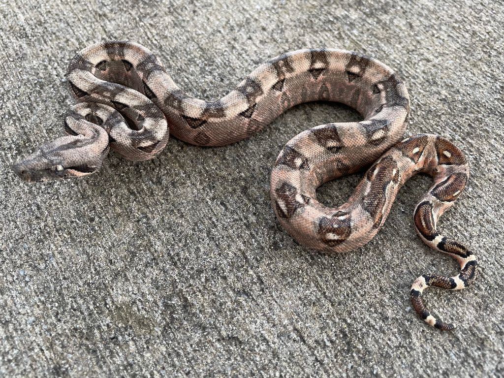 Rosy Boas for sale | Snakes at Sunset