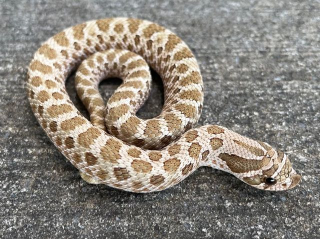 Green Western Hognose Snake for sale | Snakes at Sunset