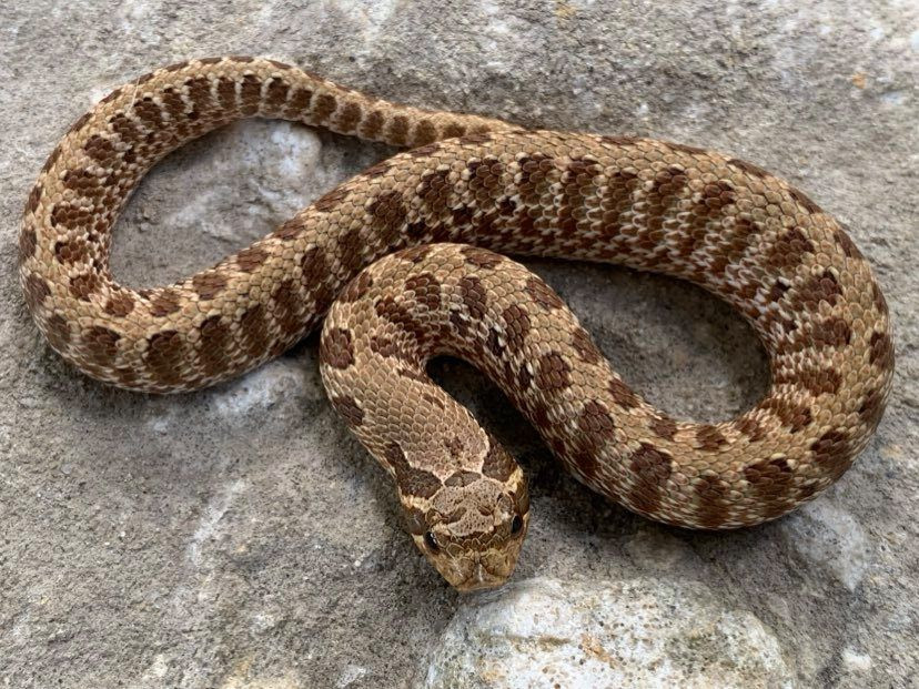 Hognose Snakes for sale | Snakes at Sunset