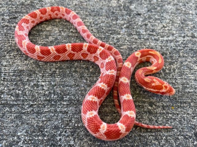 Coral Red Albino Corn Snakes for sale | Snakes at Sunset