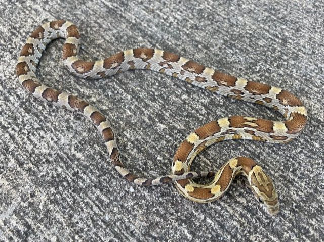 Caramel Corn Snakes for sale | Snakes at Sunset