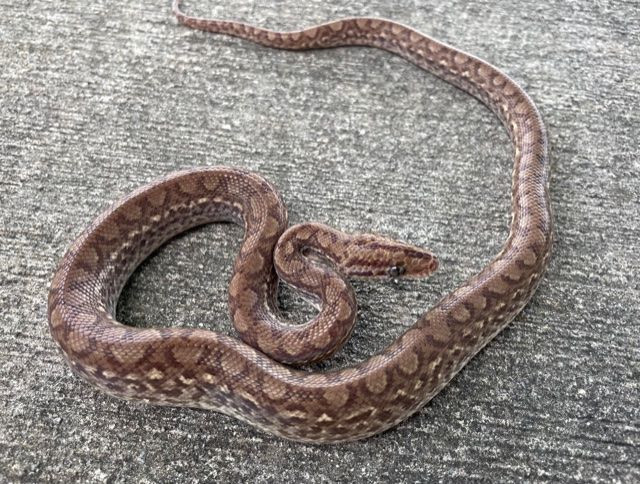 Colombian Rainbow Boa for sale | Snakes at Sunset