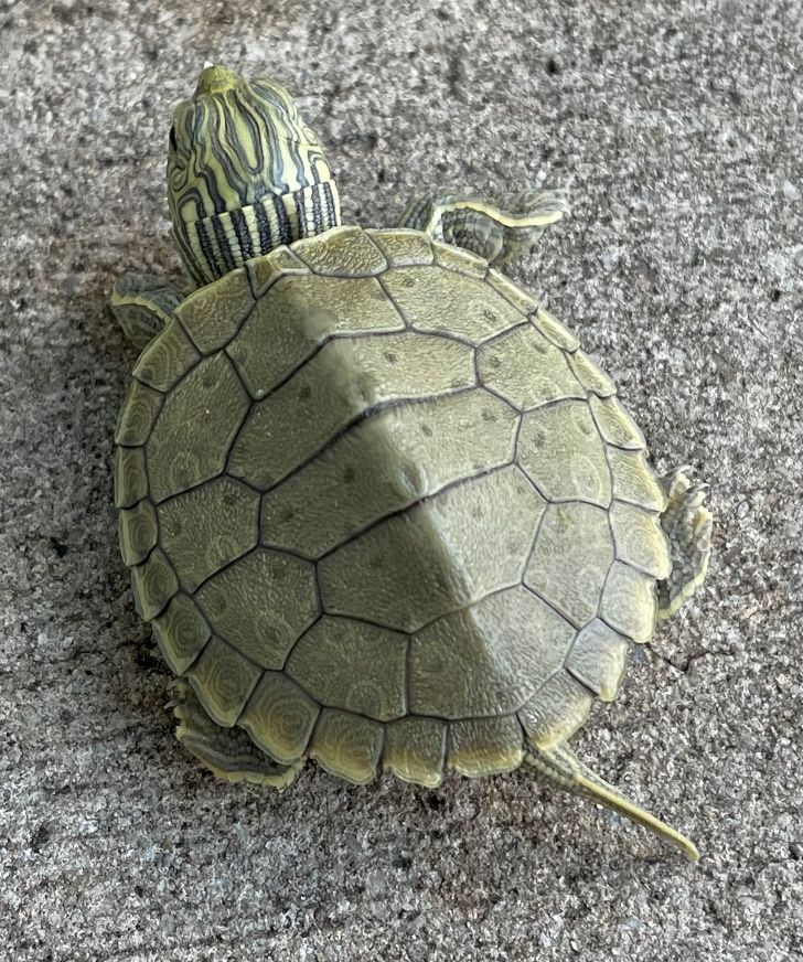 Geographic Map Turtle for sale