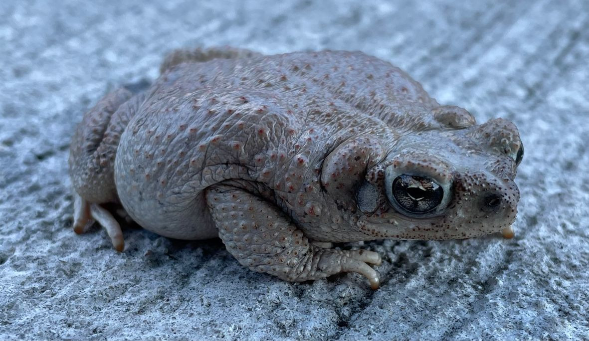 Red Spotted Toad for Sale