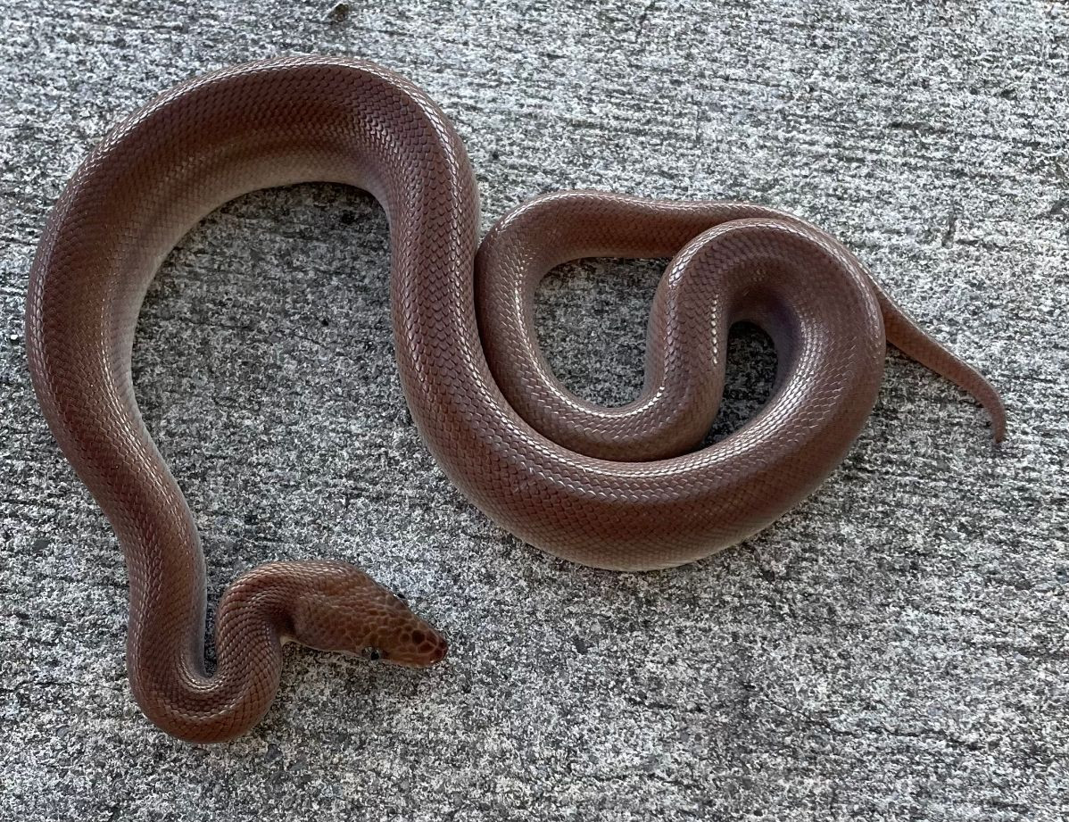 Patternless Colombian Rainbow Boa for sale | Snakes at Sunset