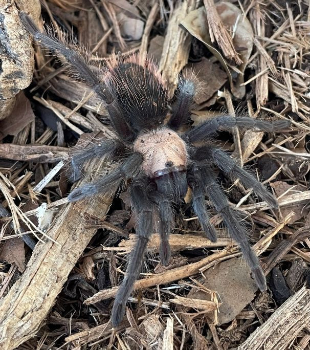 Mexican Red Rump Tarantula | Snakes at Sunset