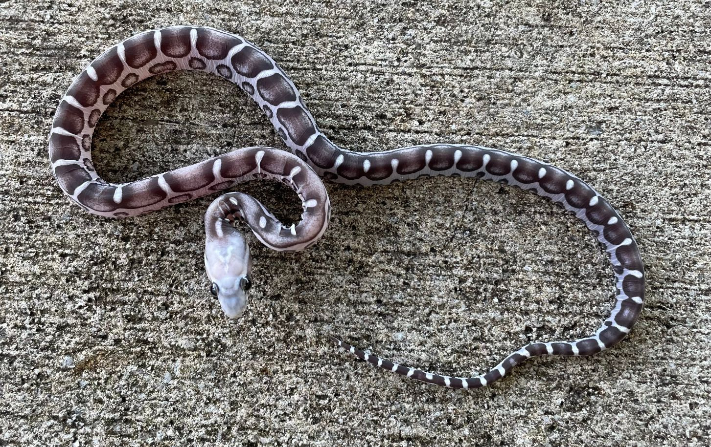 Anery Scaleless Corn Snakes for sale | Snakes at Sunset