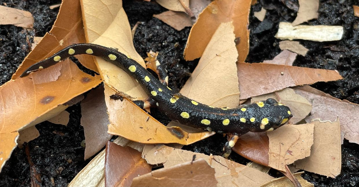 Newts For Sale