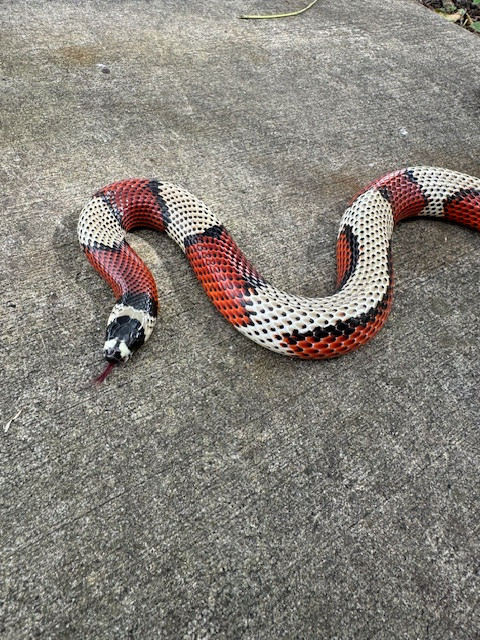Snakes for Sale | Captive Bred Snakes Online | Snakes at Sunset