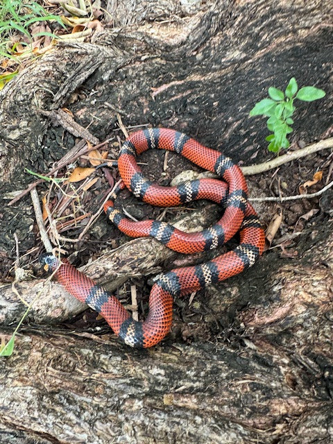 Snakes for Sale | Captive Bred Snakes Online | Snakes at Sunset