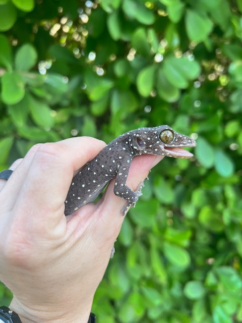 Starry Night Geckos for sale