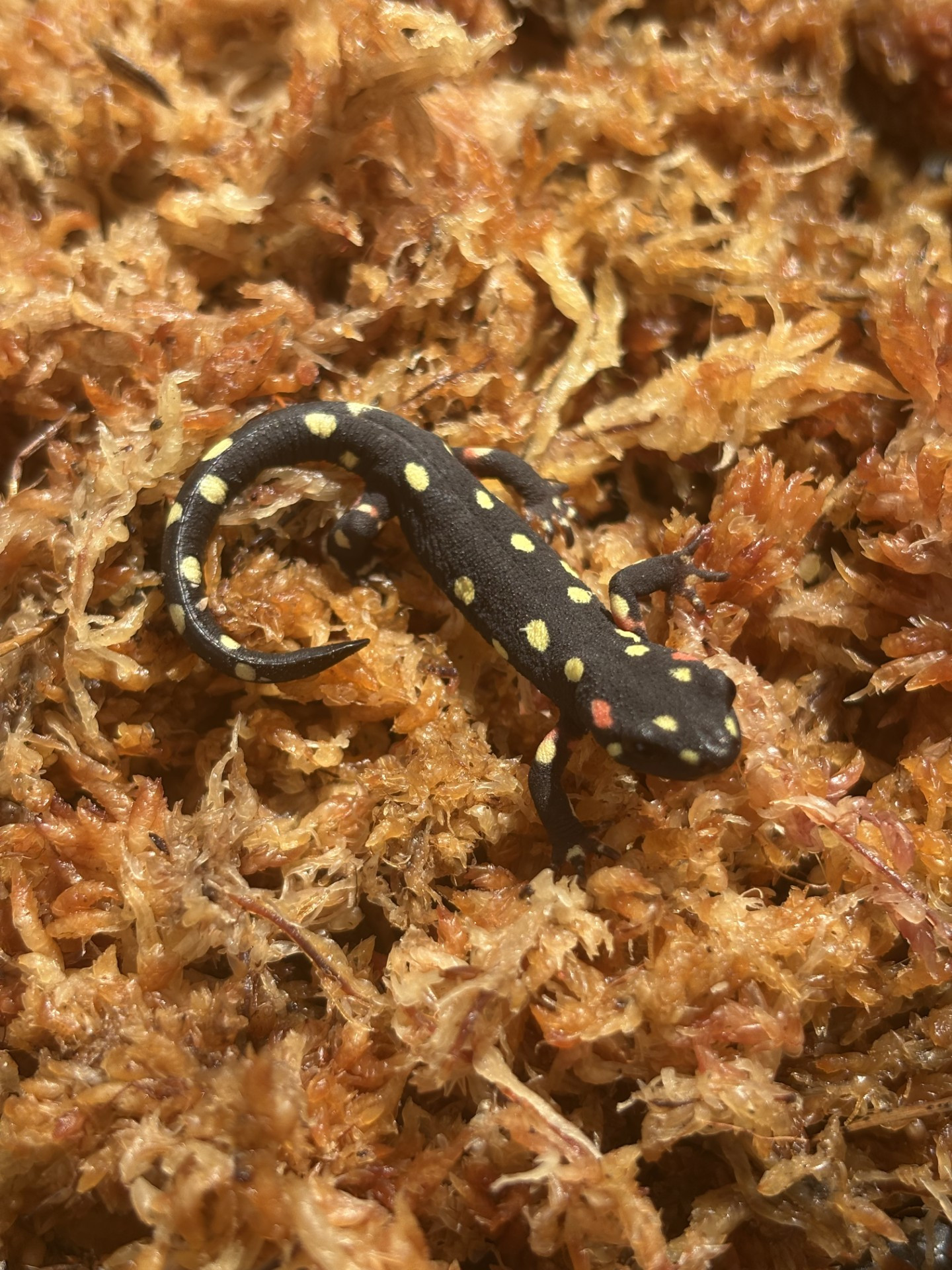 Newts for Sale | Captive Bred Newt Species Available