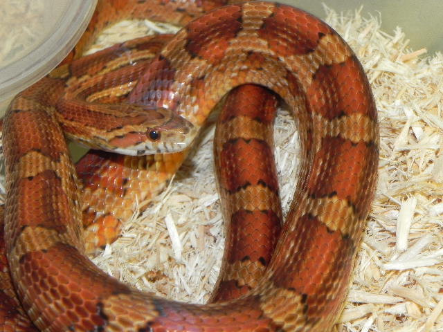 Cornsnake for Sale