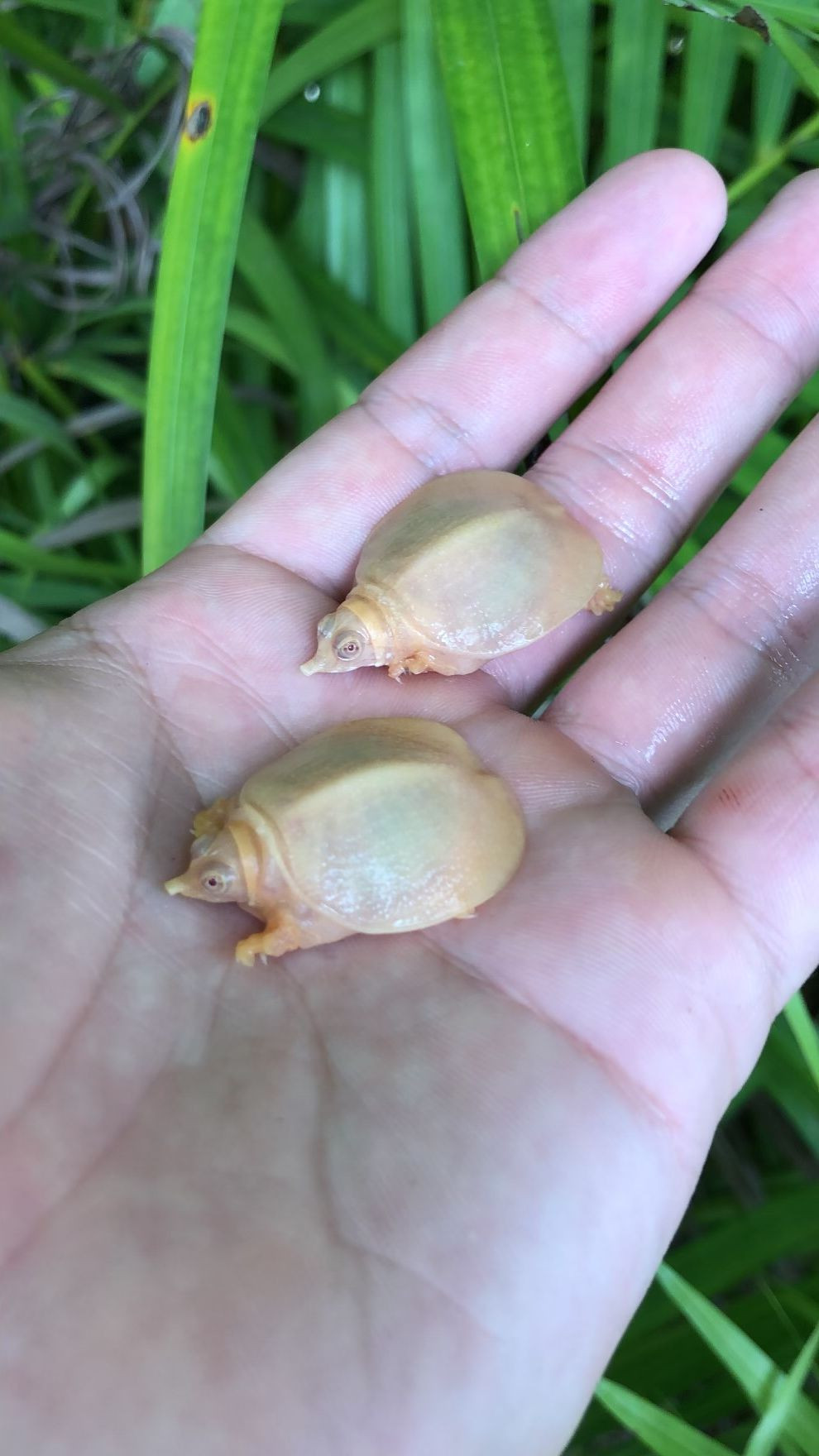 Albino Chinese Softshell Turtle for Sale | Snakes at Sunset