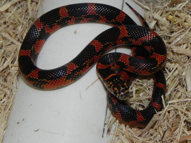 Blotched Goins Kingsnake for Sale