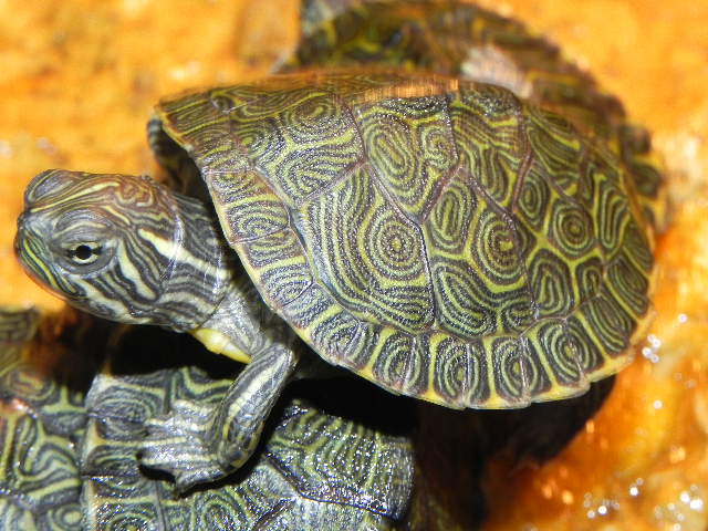 Red Ear Sliders for sale