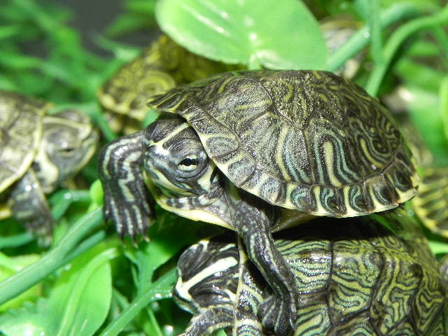 Red Ear Sliders for sale