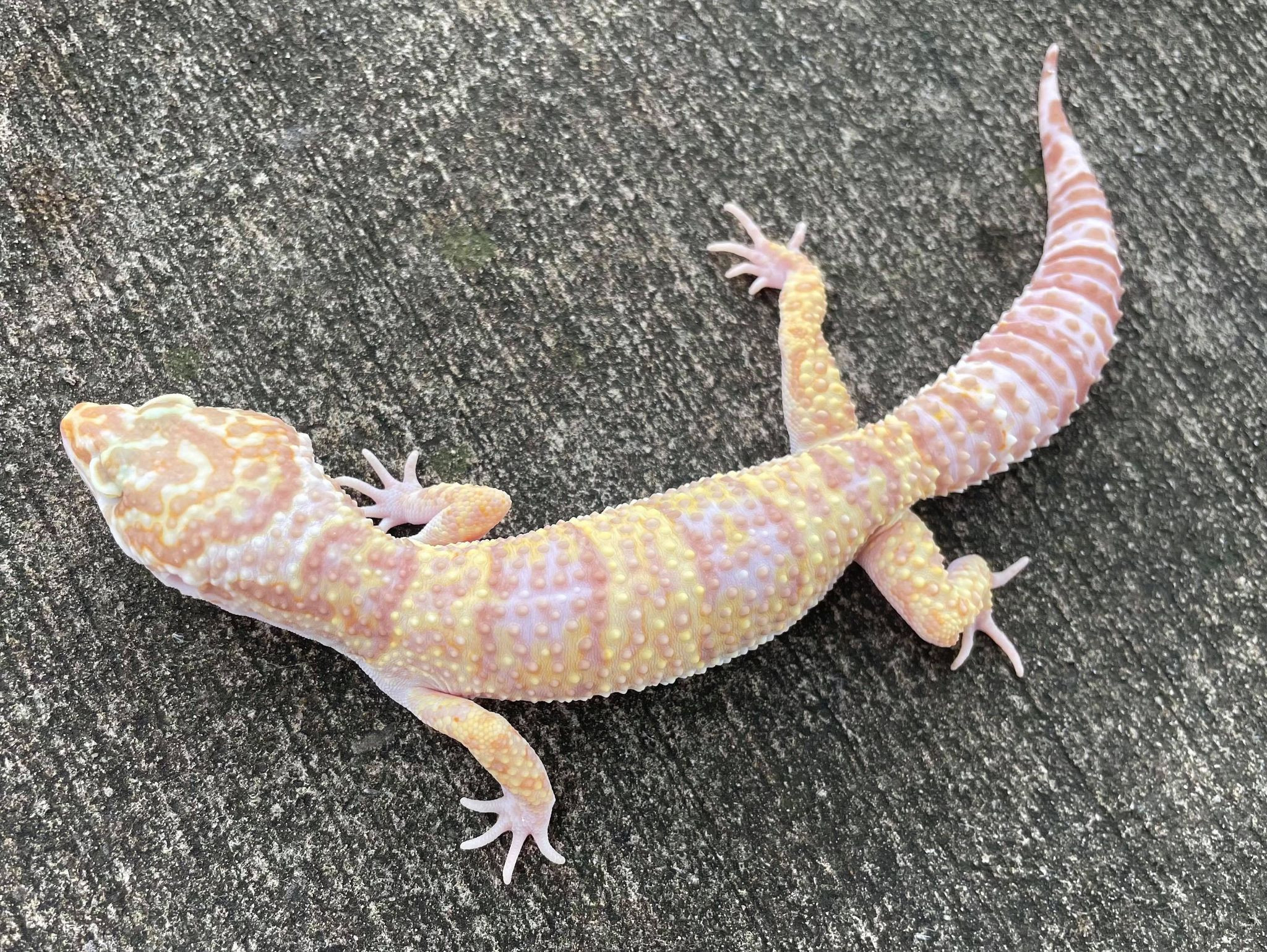 Adult Albino Leopard Gecko for sale