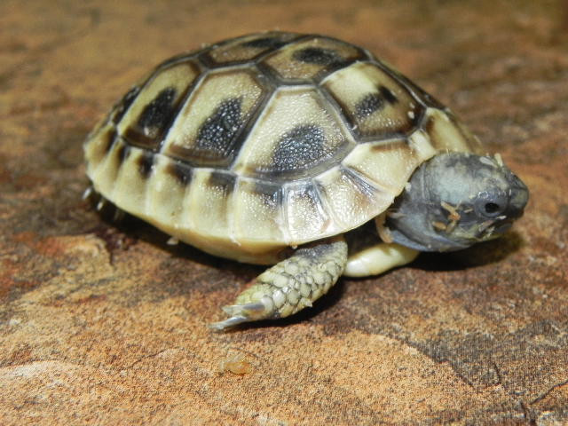 Baby Golden Greek Tortoises for sale
